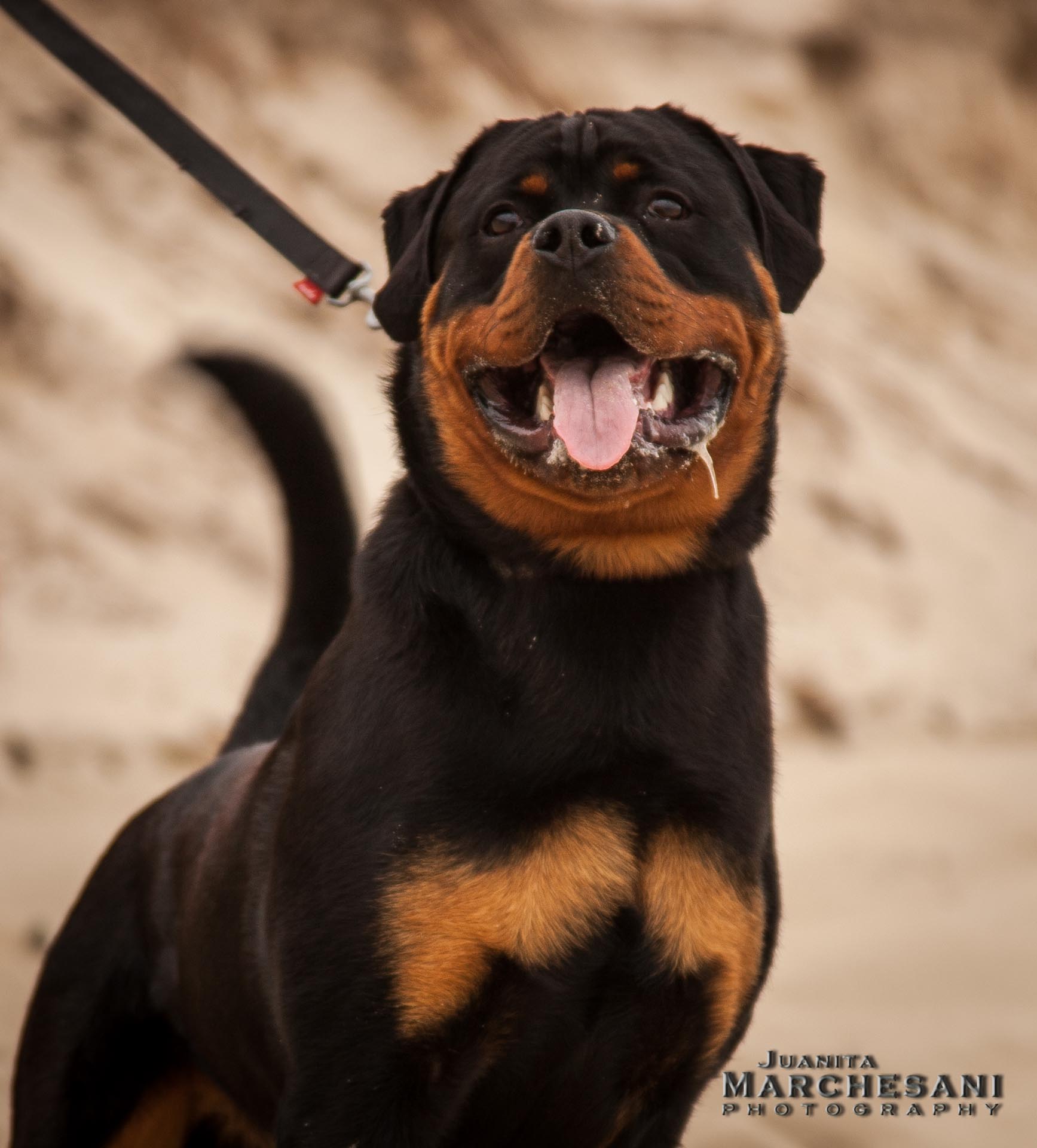 STAHLGRIFF ROTTWEILERS
